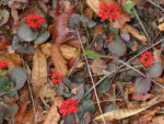 Kalanchoe Blossfeldiana World Of Succulents