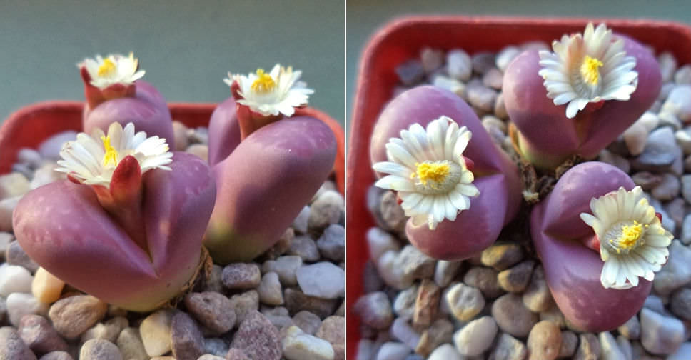 Lithops optica f. rubra - World of Succulents