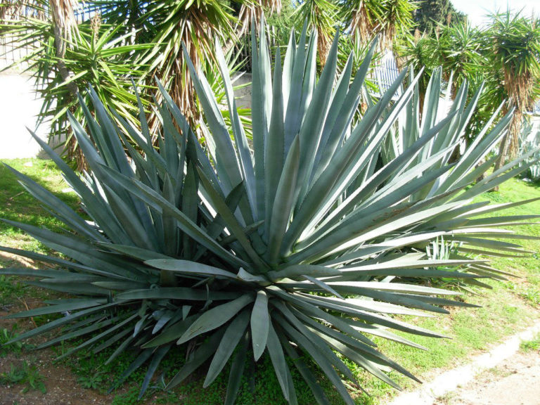 Agave tequilana (Tequila Agave) - World of Succulents