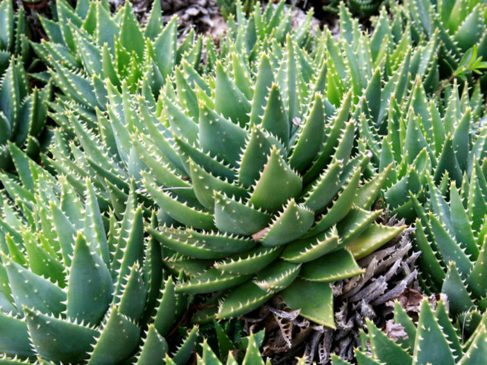 Aloe perfoliata (Mitre Aloe) - World of Succulents