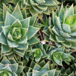 Aloe perfoliata (Mitre Aloe) - World of Succulents