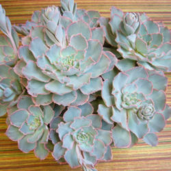Echeveria shaviana 'Pink Frills' - World of Succulents