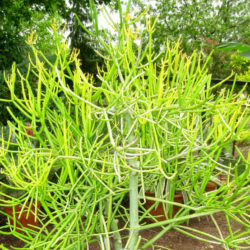 Euphorbia tirucalli (Pencil Tree) - World of Succulents
