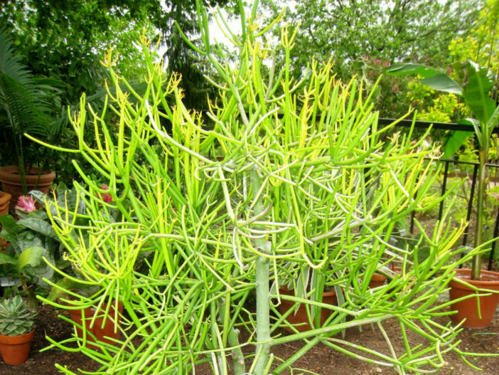 Euphorbia tirucalli (Pencil Tree) | World of Succulents