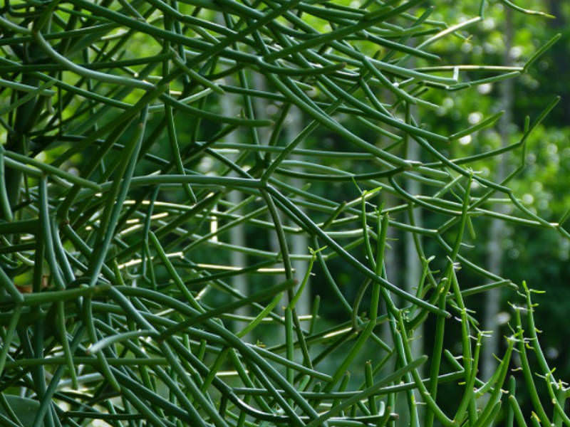 Euphorbia tirucalli - Firestick Plants, Milk Bush, Pencil Tree | World ...