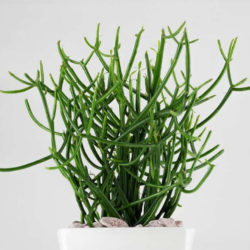Euphorbia tirucalli (Pencil Tree)
