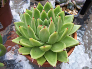 Echeveria agavoides - World of Succulents