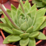 Echeveria agavoides - World of Succulents