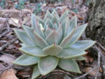 Echeveria agavoides - World of Succulents