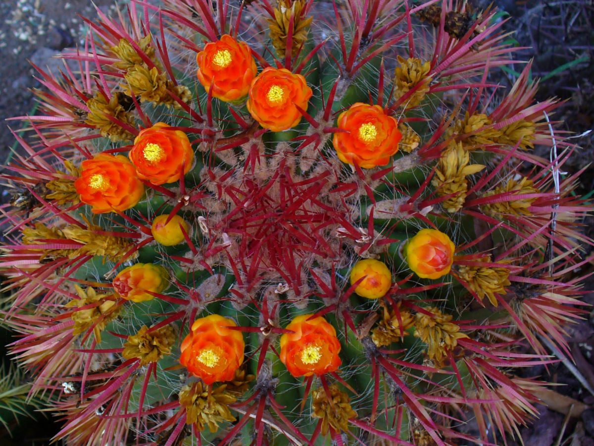 Ferocactus pilosus (Mexican Lime Cactus) - World of Succulents