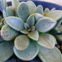 Adromischus fallax - World of Succulents