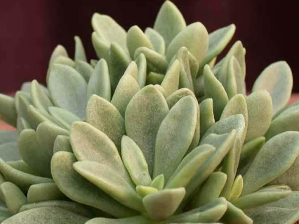 Adromischus fallax - World of Succulents