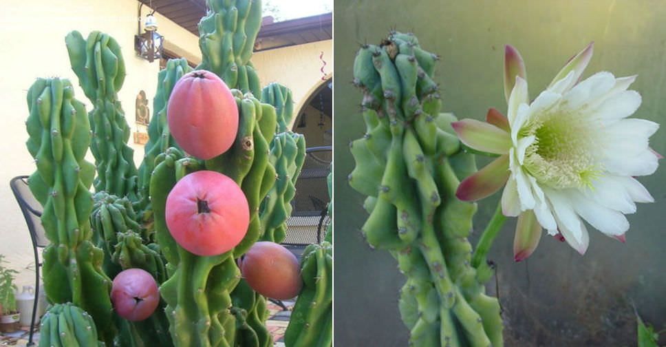 Cereus repandus f. monstrosa - World of Succulents