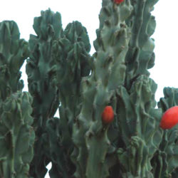 Cereus repandus f. monstrosa - World of Succulents