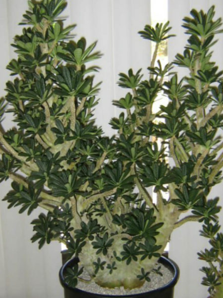 Dorstenia gigas (Socotran Fig Tree) - World of Succulents
