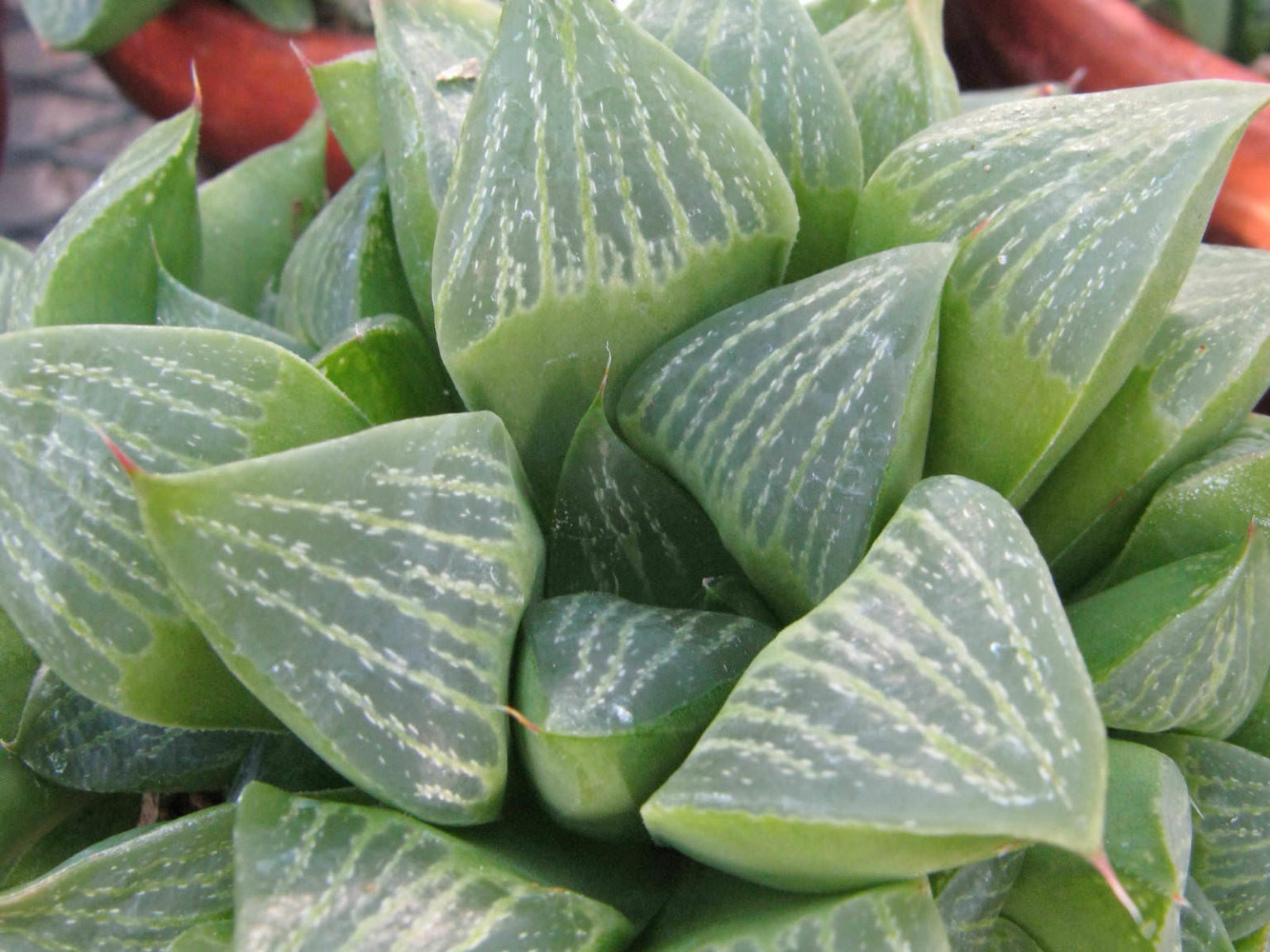 Haworthia retusa (Star Cactus) - World of Succulents
