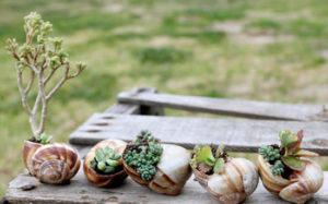 Cute Snail Shell Miniature Gardens - World of Succulents