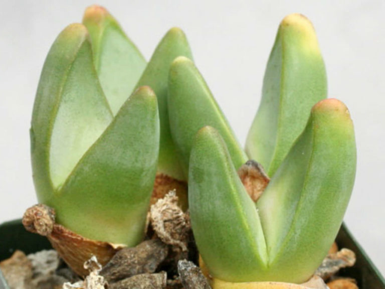 Tanquana prismatica (Rock Mesemb) - World of Succulents