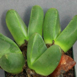 Tanquana prismatica (Rock Mesemb) - World of Succulents