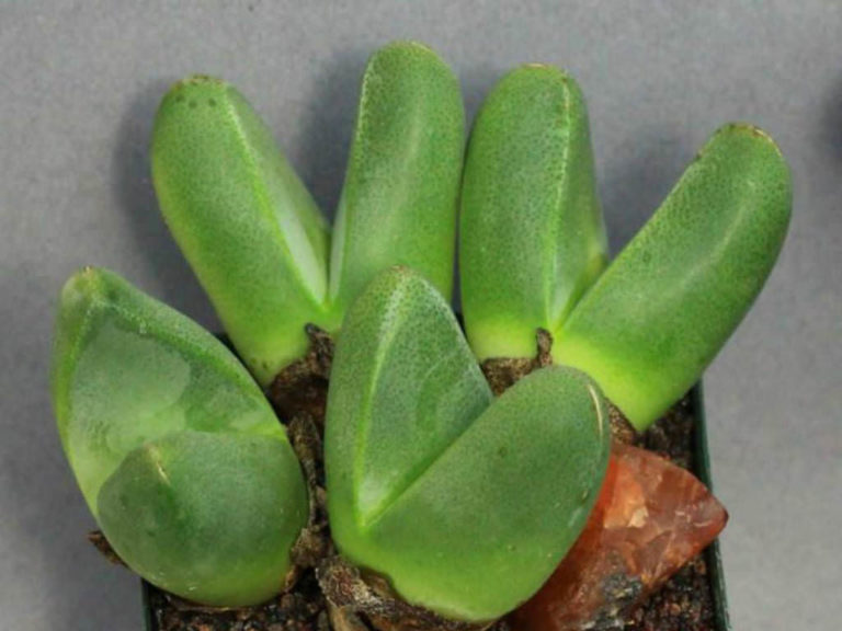 Tanquana prismatica (Rock Mesemb) - World of Succulents