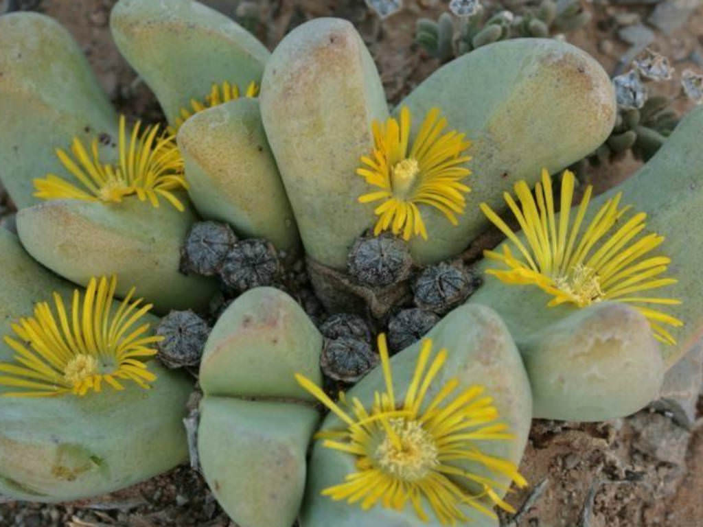 Tanquana prismatica (Rock Mesemb) - World of Succulents