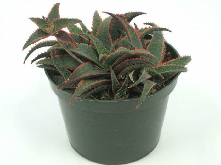 Aloe 'Christmas Carol' - World of Succulents