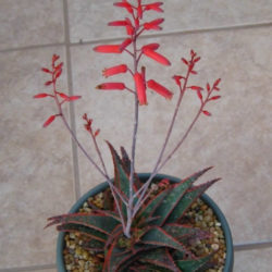 Aloe 'Christmas Carol' - World of Succulents