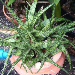 Aloe 'Lizard Lips' - World of Succulents