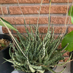 Aloe 'Lizard Lips' - World of Succulents