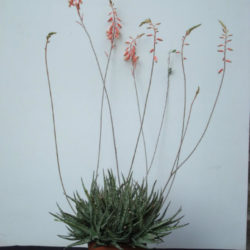 Aloe 'Lizard Lips' • World of Succulents