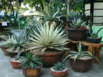 How to Grow and Care for Agave - World of Succulents