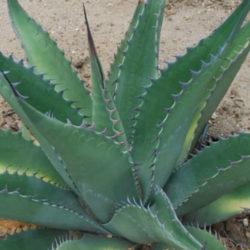 Agave asperrima (Rough Agave) - World of Succulents