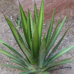 Agave lechuguilla (Shin Dagger) - World of Succulents