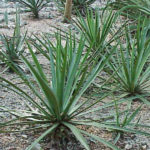 Agave lechuguilla (Shin Dagger) - World of Succulents