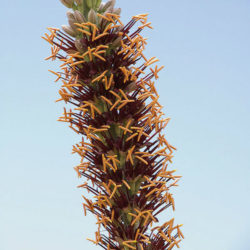 Agave lechuguilla (Shin Dagger) - World of Succulents