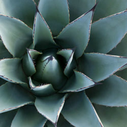 Agave palmeri (Palmer's Agave) - World of Succulents