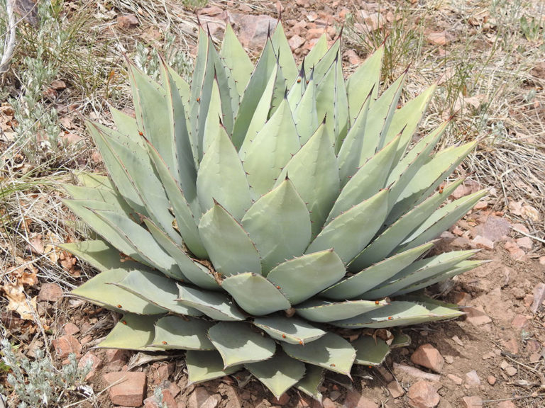 Agave parryi (Parry's Agave) - World of Succulents
