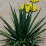 Agave sisalana (Sisal) - World of Succulents