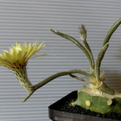 Astrophytum caput-medusae - World of Succulents