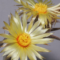 Astrophytum caput-medusae - World of Succulents