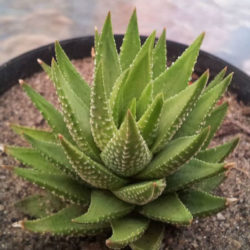 Haworthiopsis fasciata (Zebra Plant) - World of Succulents