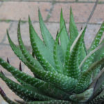 Haworthiopsis fasciata (Zebra Plant) - World of Succulents