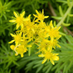 Petrosedum rupestre 'Angelina' - World of Succulents