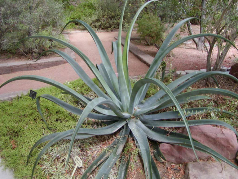 Agave vilmoriniana (Octopus Agave) - World of Succulents