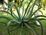 Agave vilmoriniana (Octopus Agave) - World of Succulents