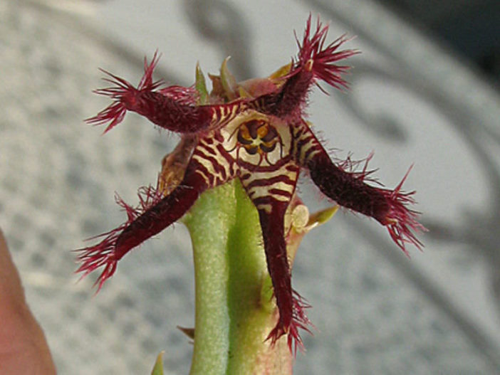 Caralluma adscendens - World of Succulents