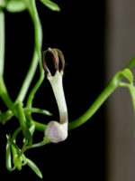 Ceropegia linearis (String of Needles) - World of Succulents