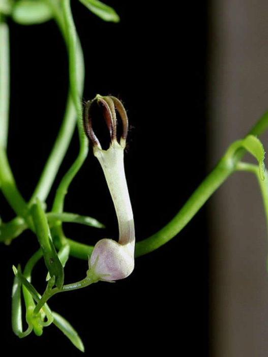 Ceropegia linearis (String of Needles) - World of Succulents