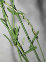 Ceropegia linearis (String of Needles) - World of Succulents