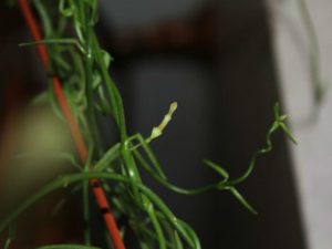 Ceropegia linearis (String of Needles) - World of Succulents